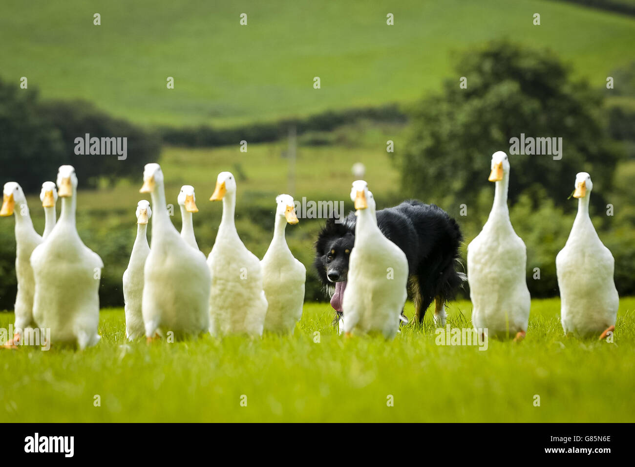 Duck herding dog Stock Photo - Alamy