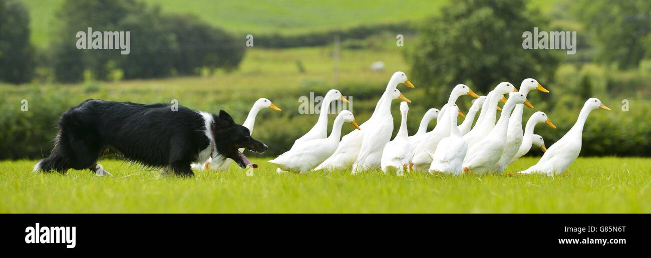 Duck herding dog Stock Photo - Alamy