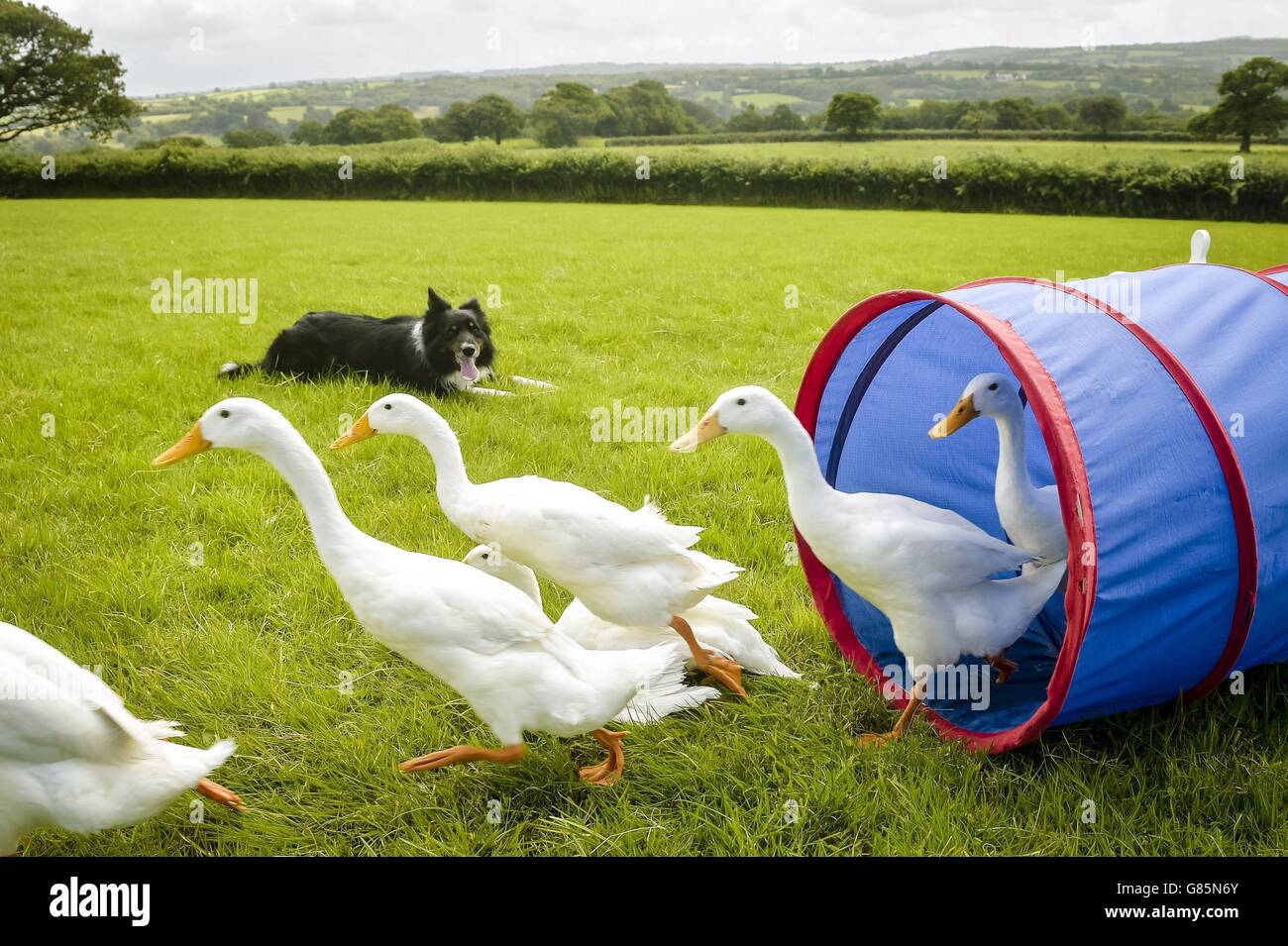 Duck herding dog Stock Photo - Alamy