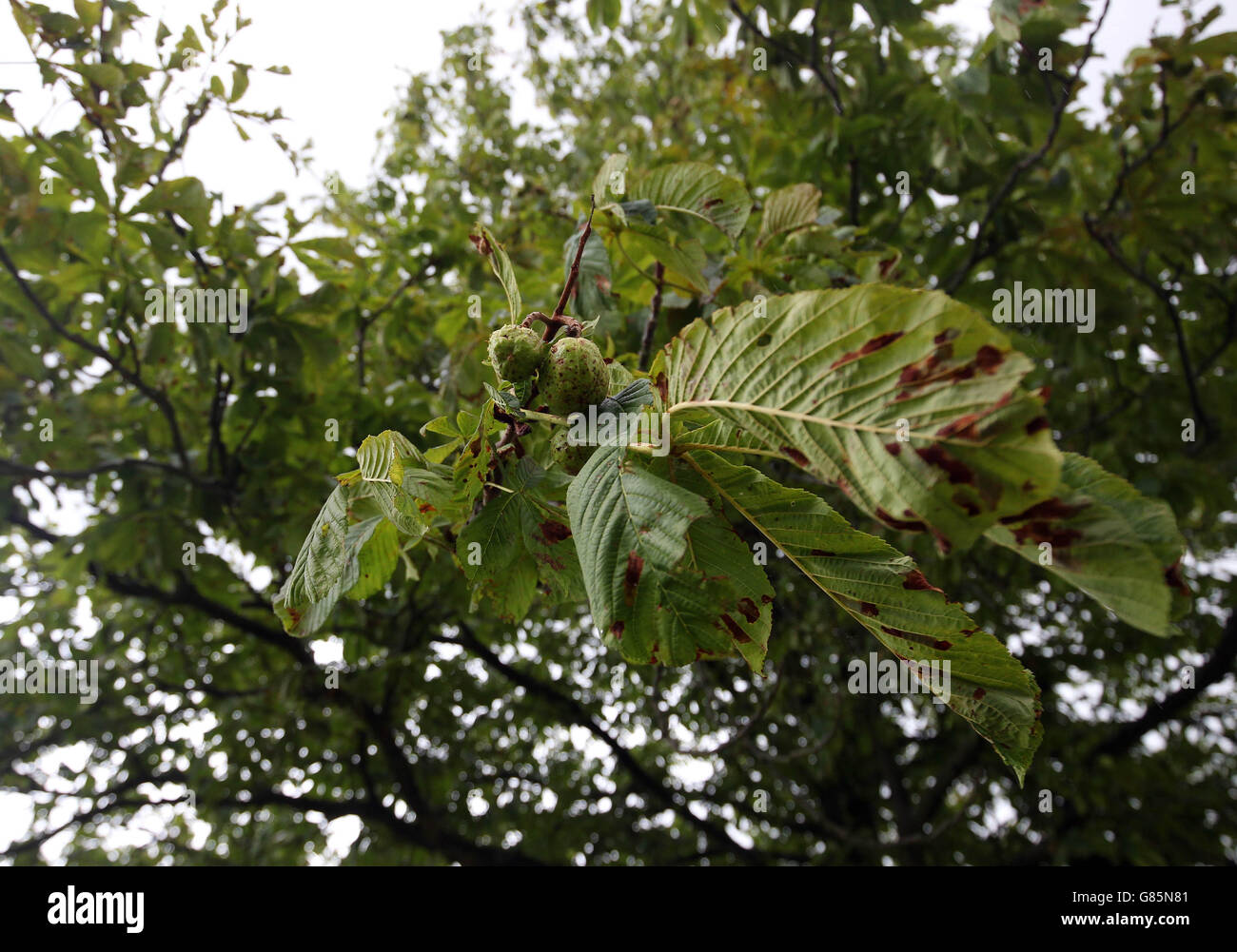 Conker tree moths Stock Photo - Alamy