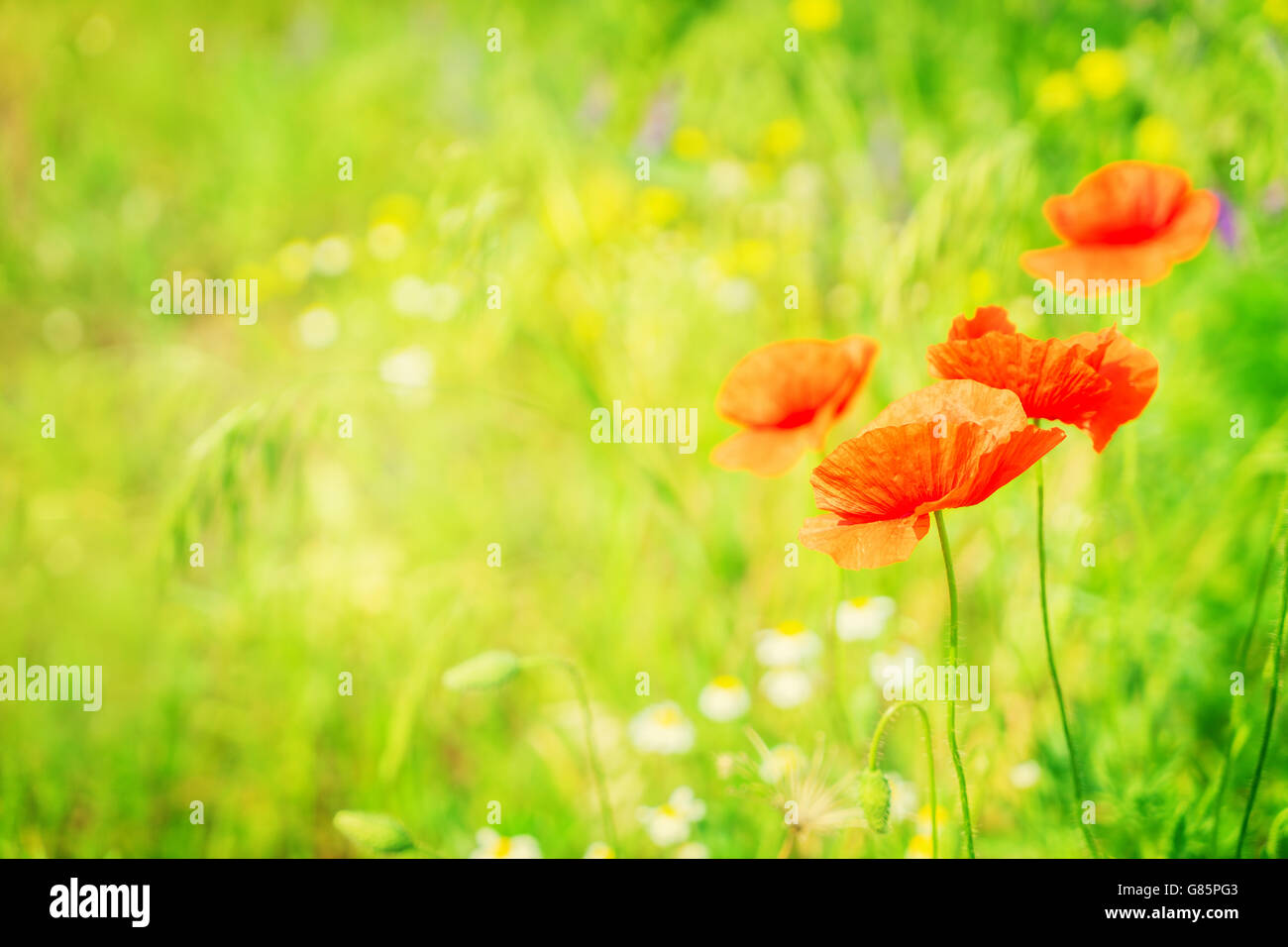 Summer poppy filed Stock Photo - Alamy
