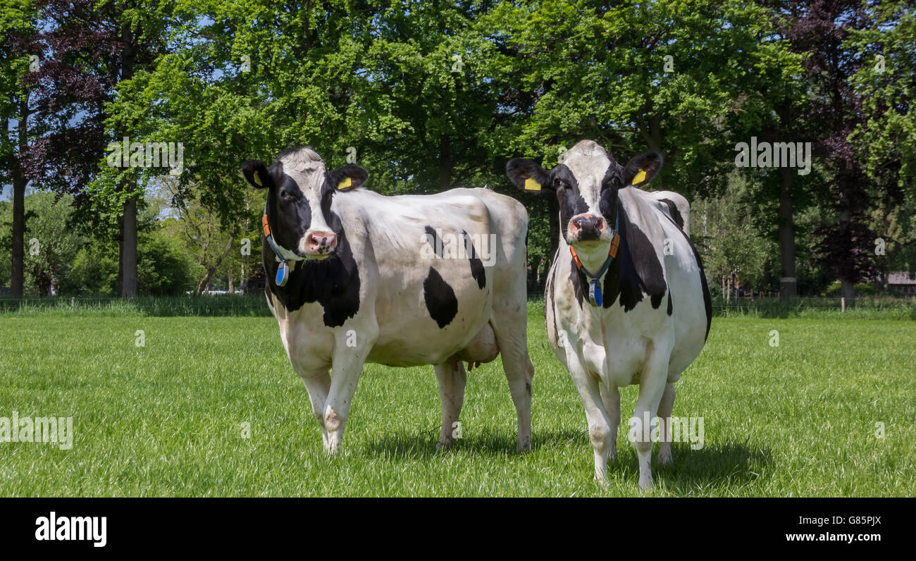 Black and white cows in a dutch green meadow Stock Photo - Alamy