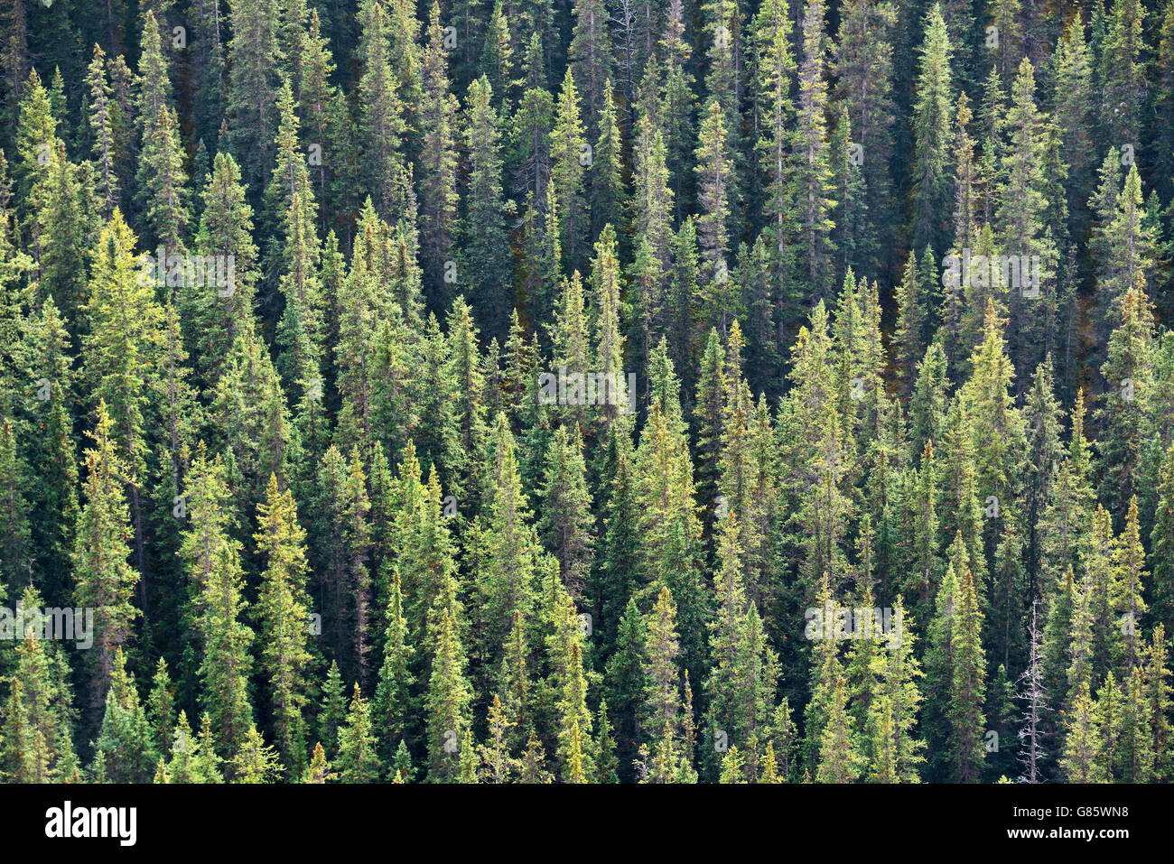 Forest abstract background in Banff National Park, Canada Stock Photo ...