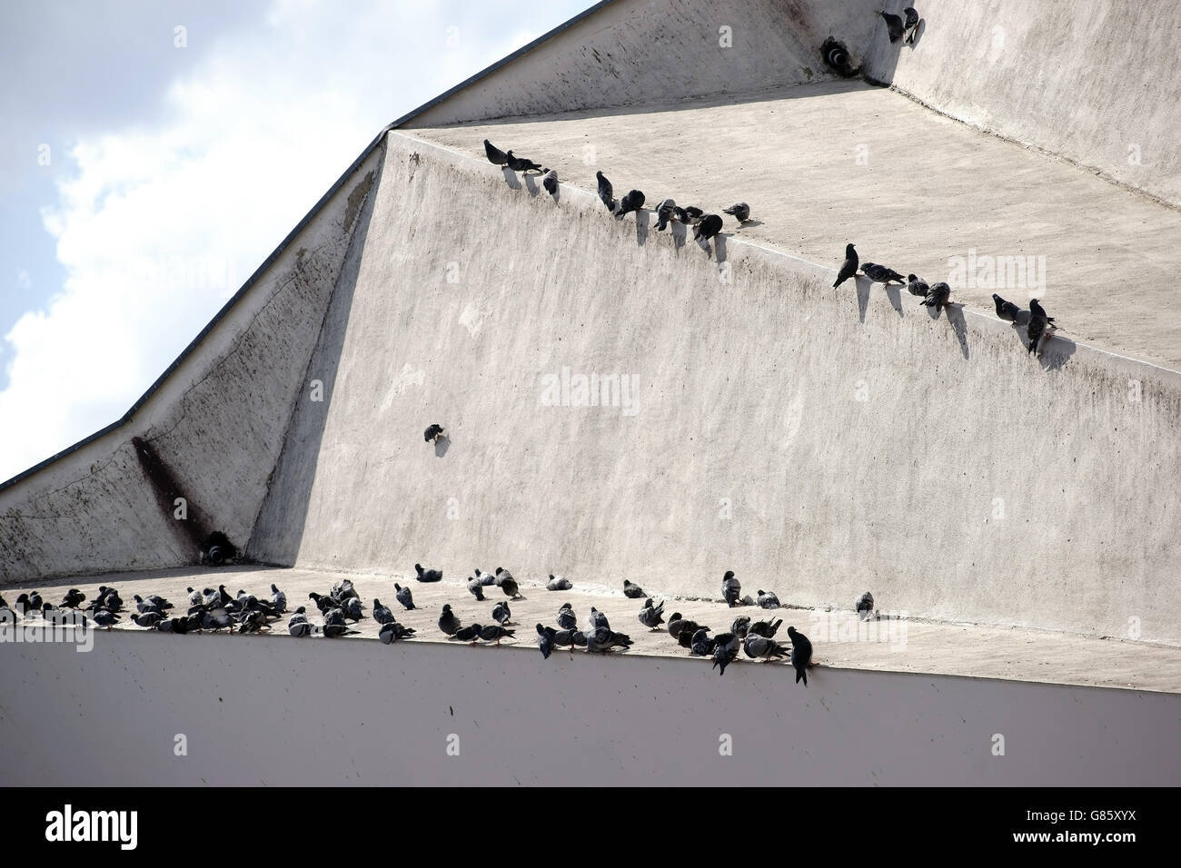 Roof with pigeons Stock Photo - Alamy