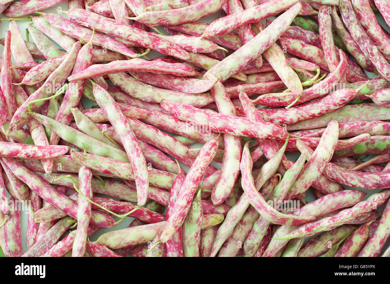 Red beans pods High Resolution Stock Photography and Images - Alamy