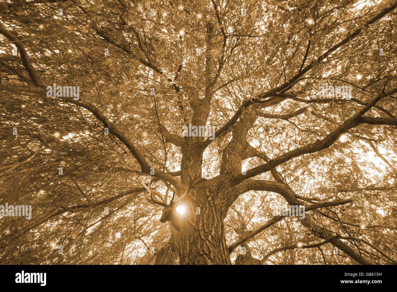 Deer behind tree hi-res stock photography and images - Alamy