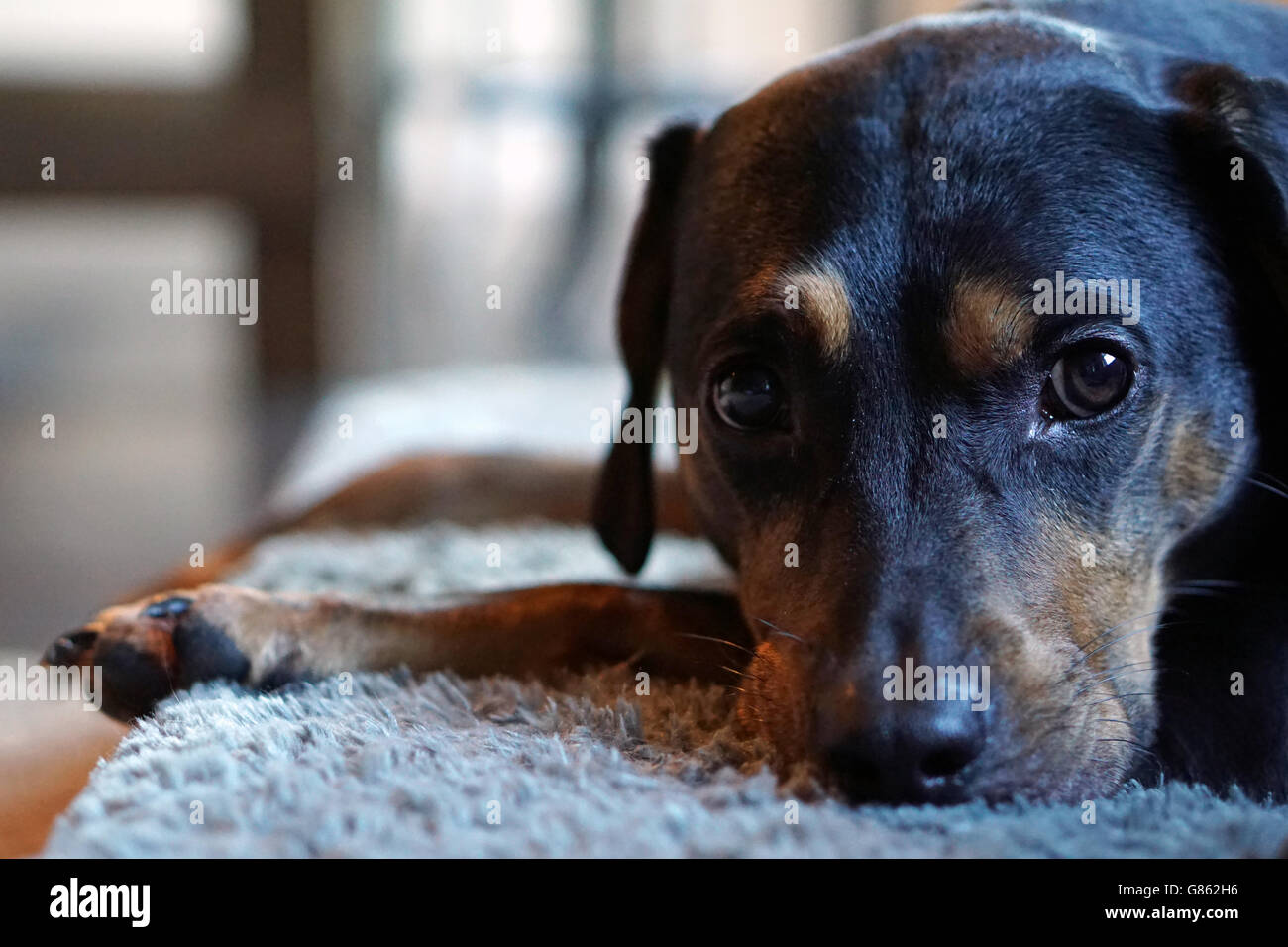 Soft stare hi-res stock photography and images - Alamy