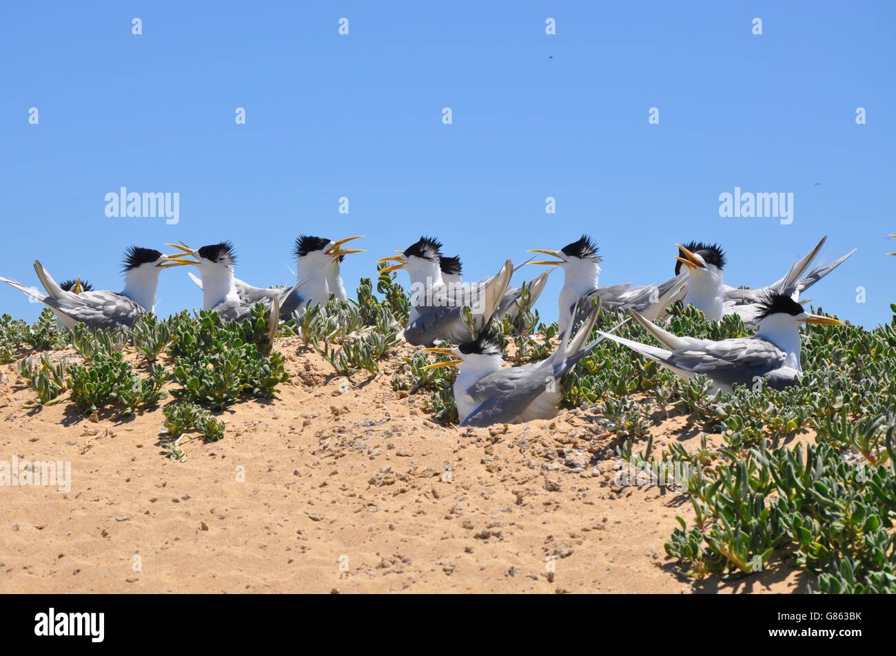 Fairy tern australia hi-res stock photography and images - Alamy