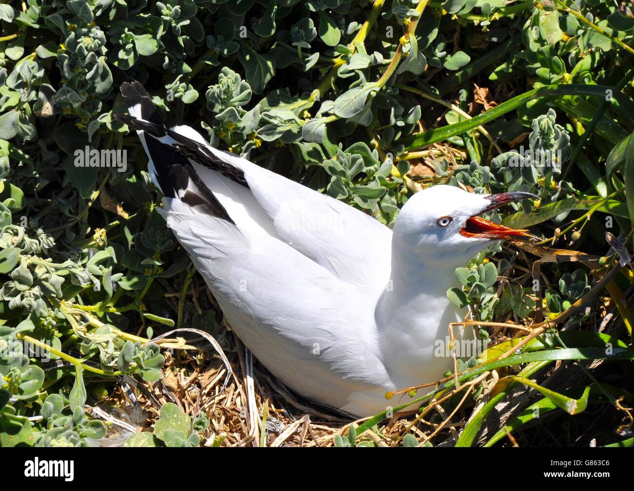 Australian sea gull nesting hi-res stock photography and images - Alamy