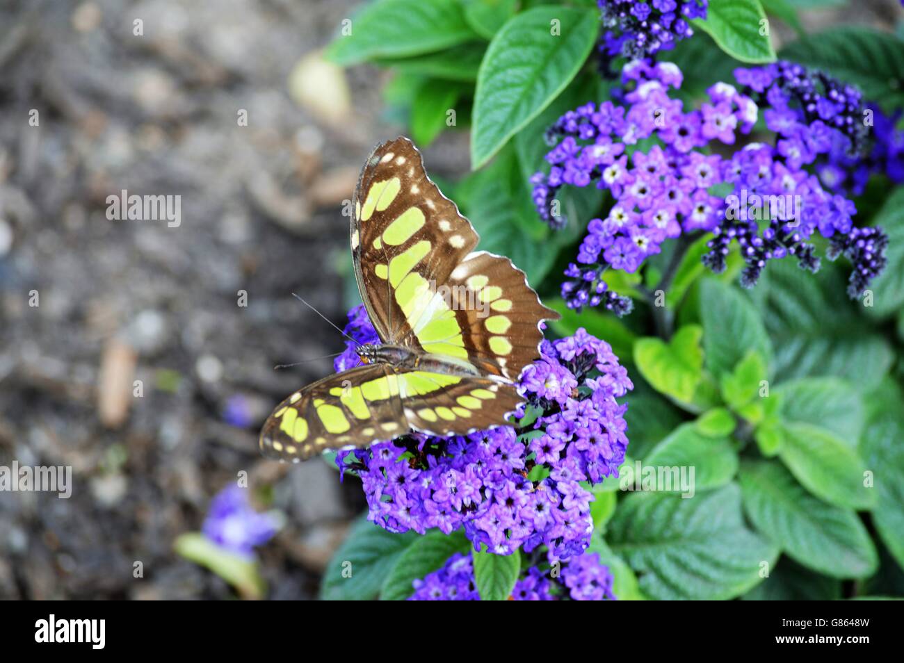 Butterfly in the garden Stock Photo - Alamy