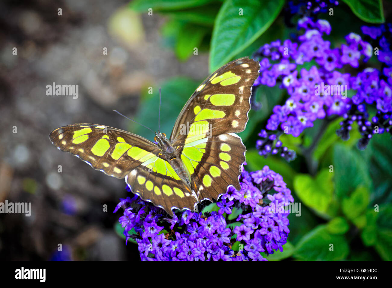 Butterfly in the garden Stock Photo - Alamy