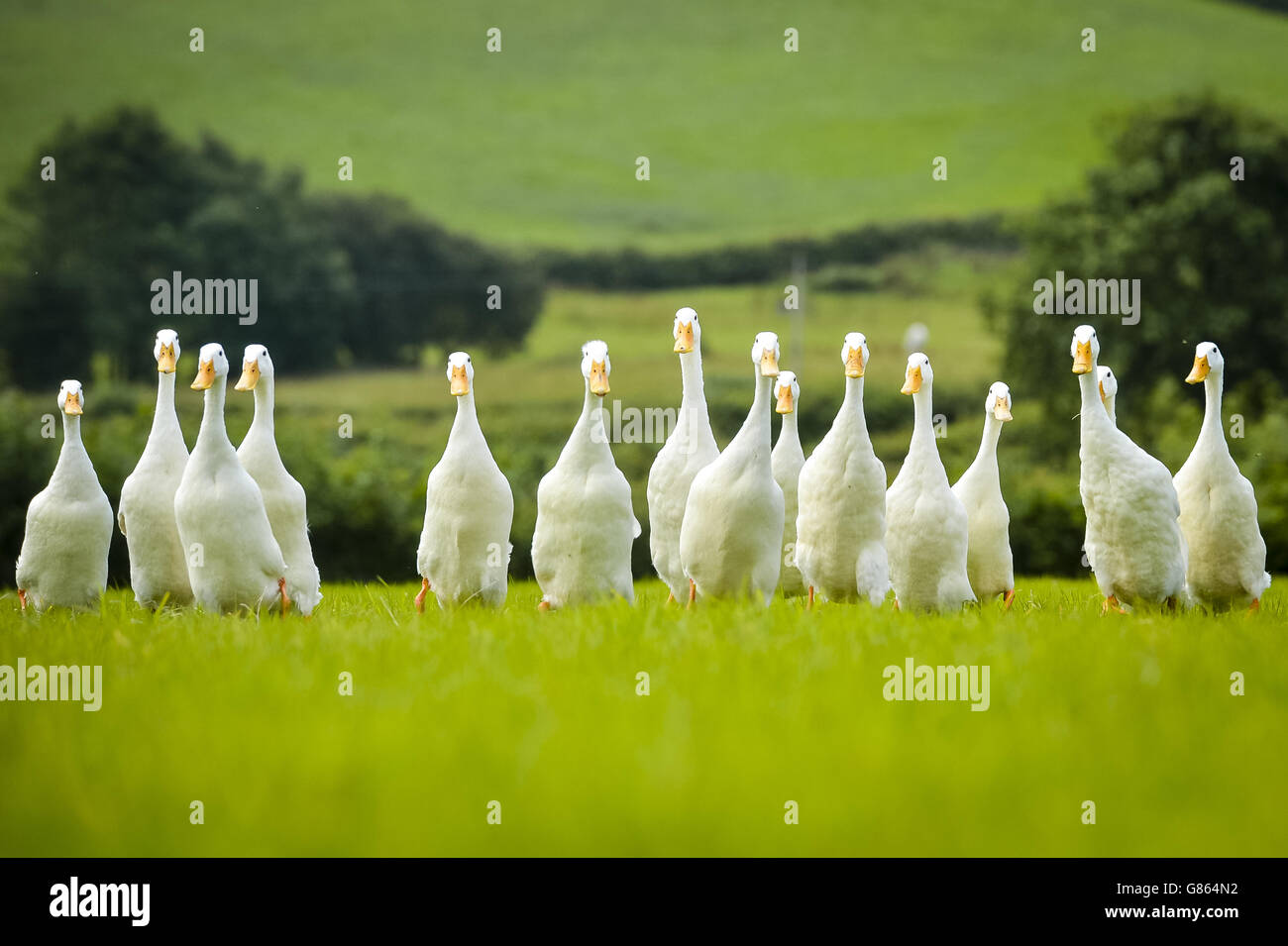 Indian Runner ducks in Rhos yr Hafod, Camarthen, Wales. PRESS ...