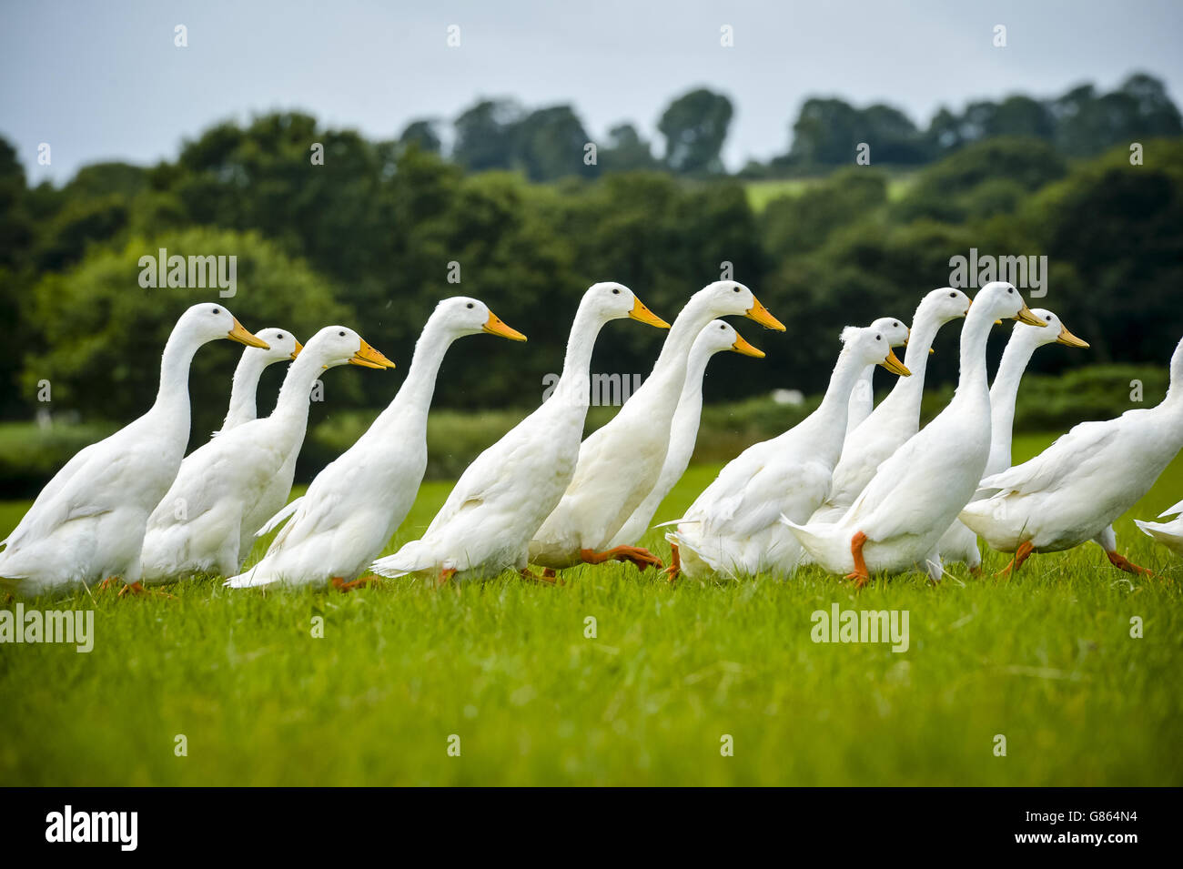 Duck herding dog Stock Photo - Alamy