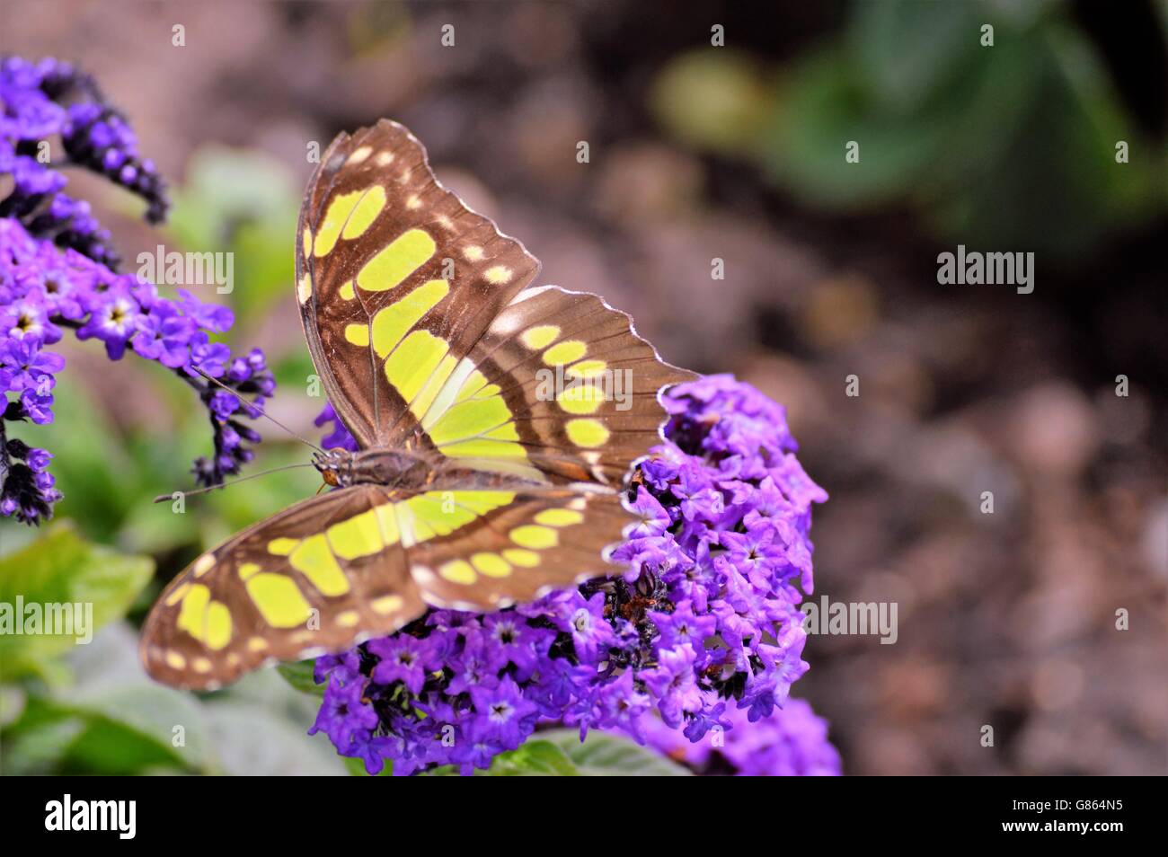 Butterfly in the garden Stock Photo - Alamy