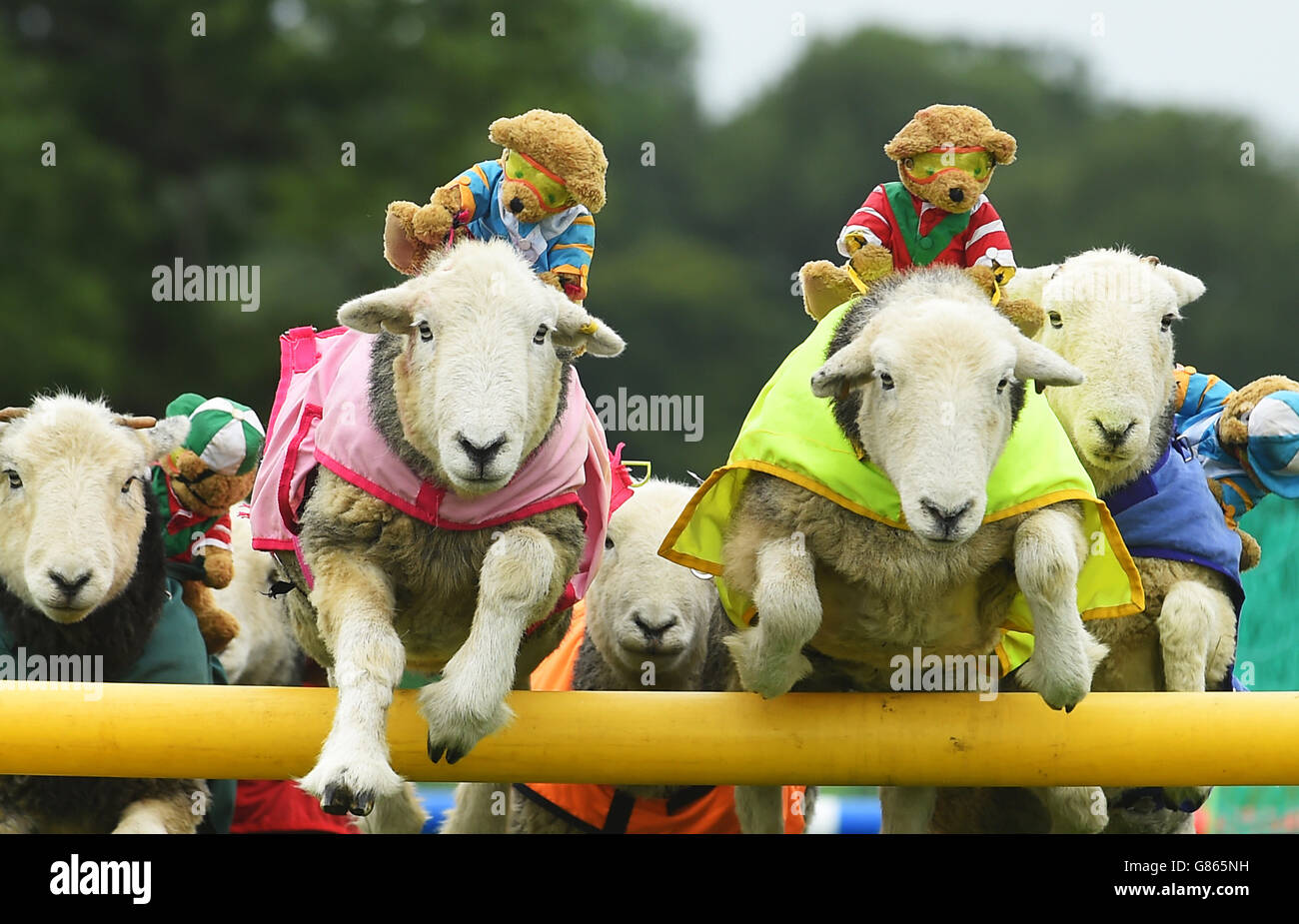 The lamb national team hi-res stock photography and images - Alamy