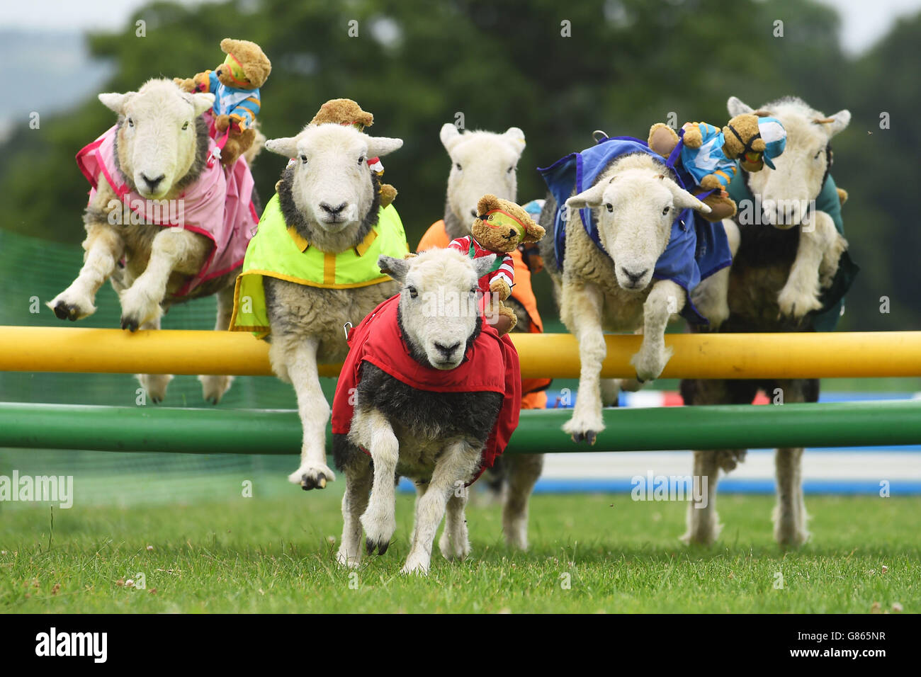 Herdwick sheep from the Lamb National team jump fences during the ...