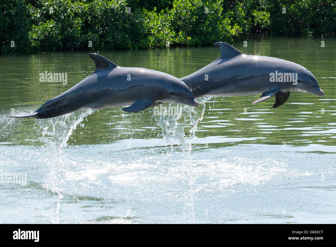 Dolphins at a dolphin show in Varadero, Cuba Stock Photo - Alamy