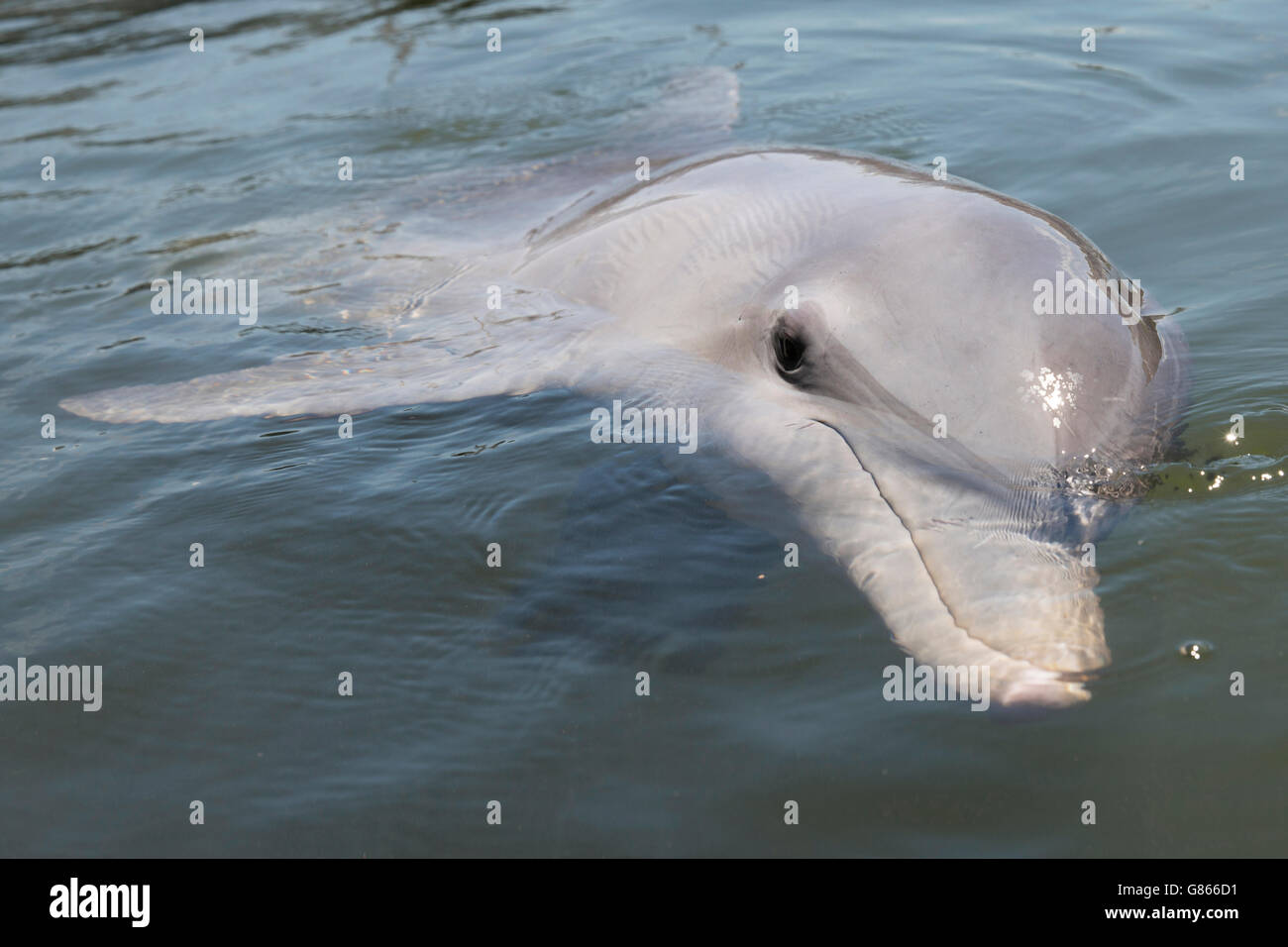 Cuba dolphin hi-res stock photography and images - Alamy