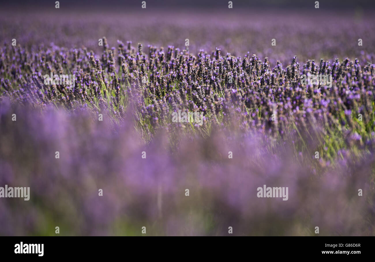 Lavender Field - Cadwell Farm - Hitchin. A Lavender field at Cadwell ...