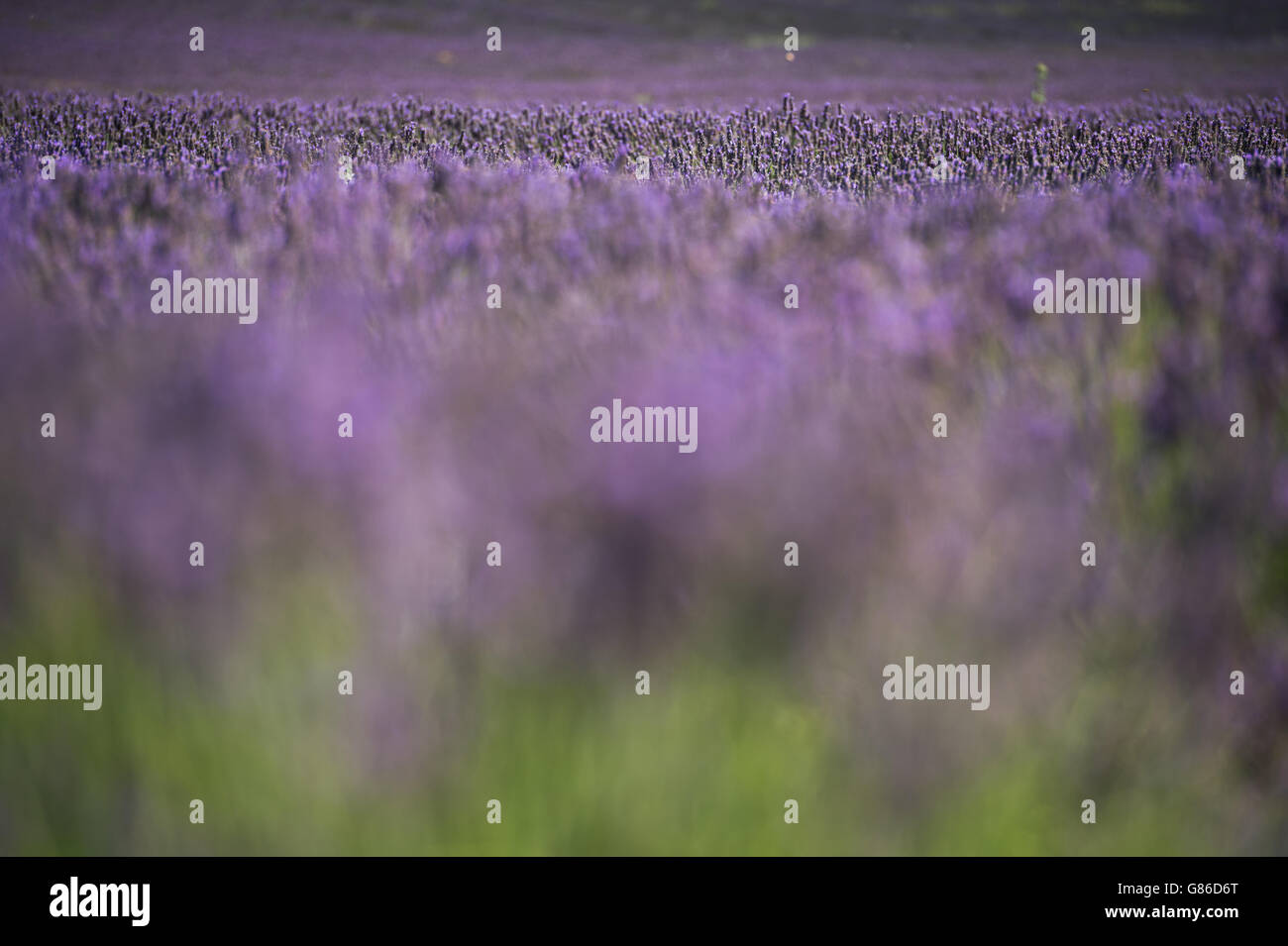 Lavender field cadwell farm hitchin hi-res stock photography and images ...