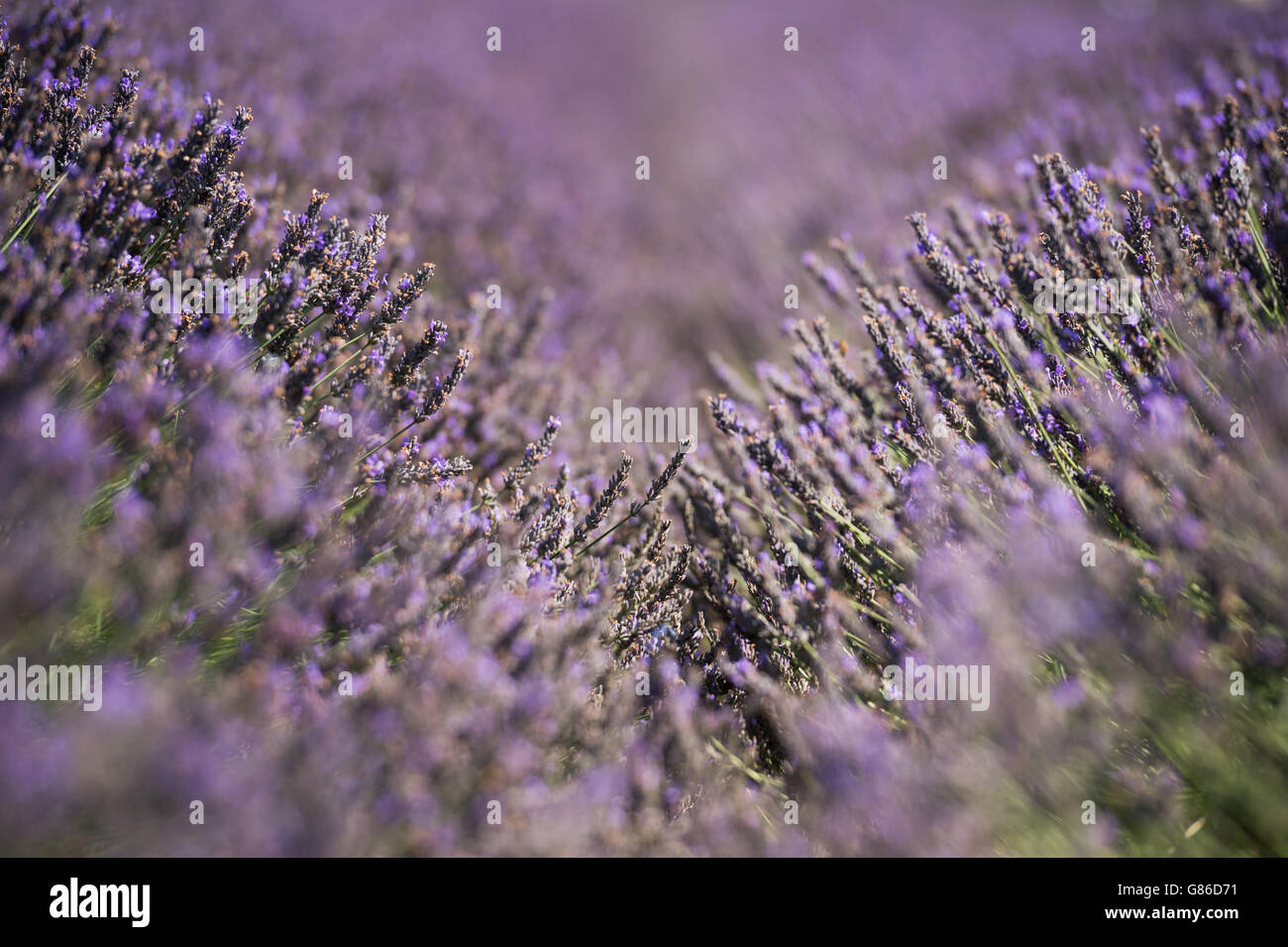 Lavender Field - Cadwell Farm - Hitchin Stock Photo - Alamy