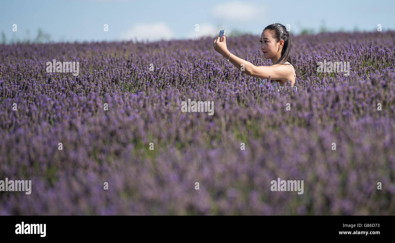Lavender field cadwell farm hitchin hi-res stock photography and images ...
