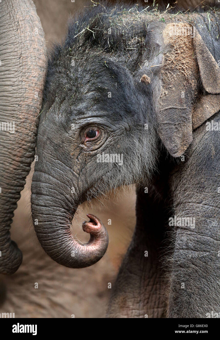 Baby elephant at Chester Zoo. A rare Asian elephant calf, who has been ...
