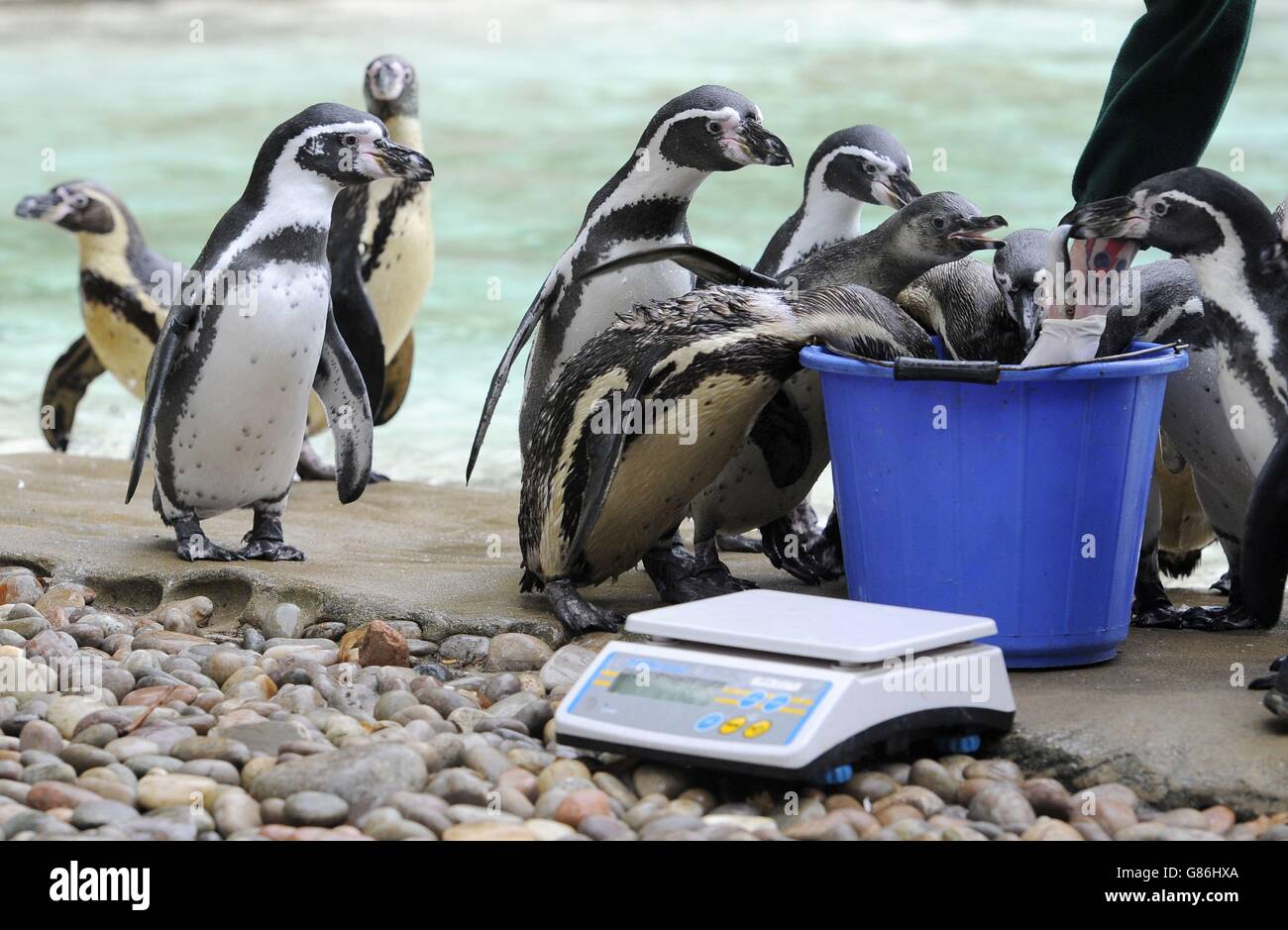 Humboldt penguins prepare to take part in the annual weigh-in at ZSL ...