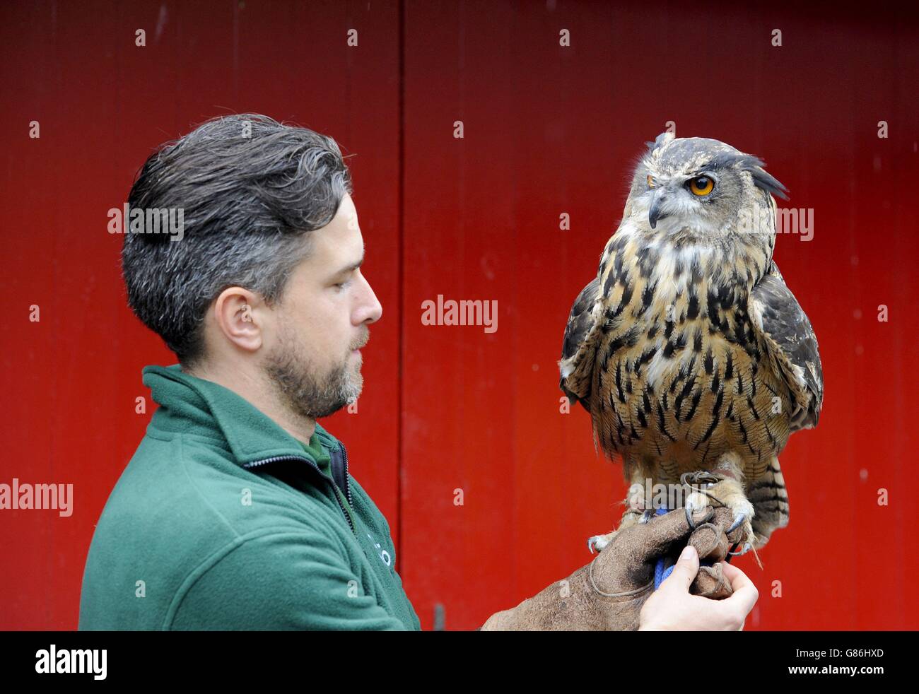 Max, an Eagle Owl weighing 1.9 kilograms, is weighed by zookeeper Grant ...