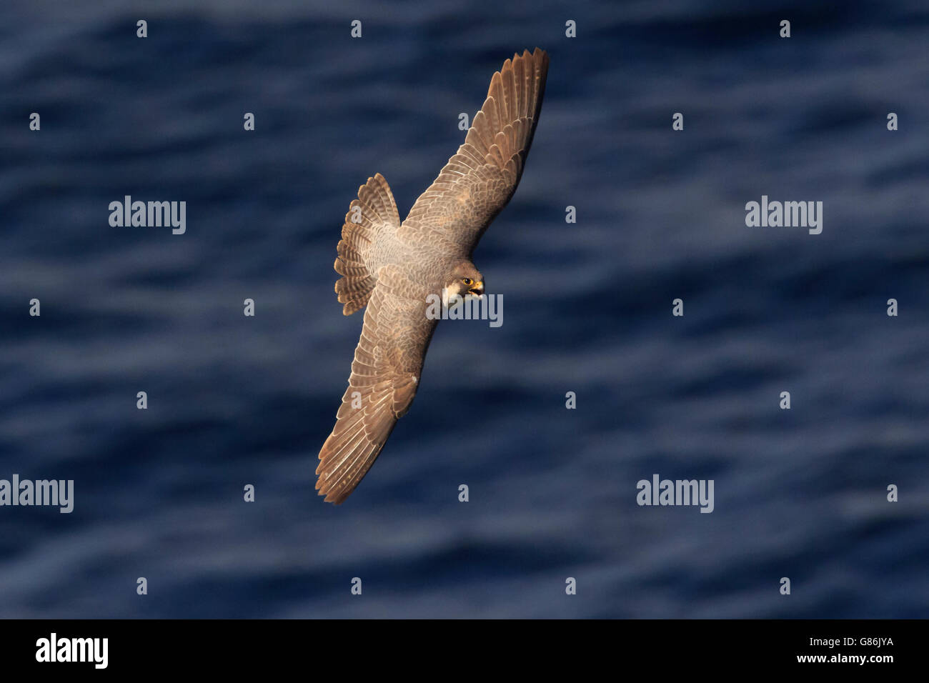 Peregrine falcon Falco peregrinus morning lighted bird of prey flying ...