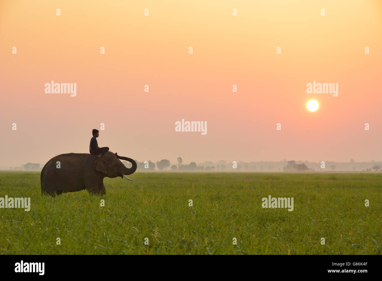 Man riding elephant hi-res stock photography and images - Alamy