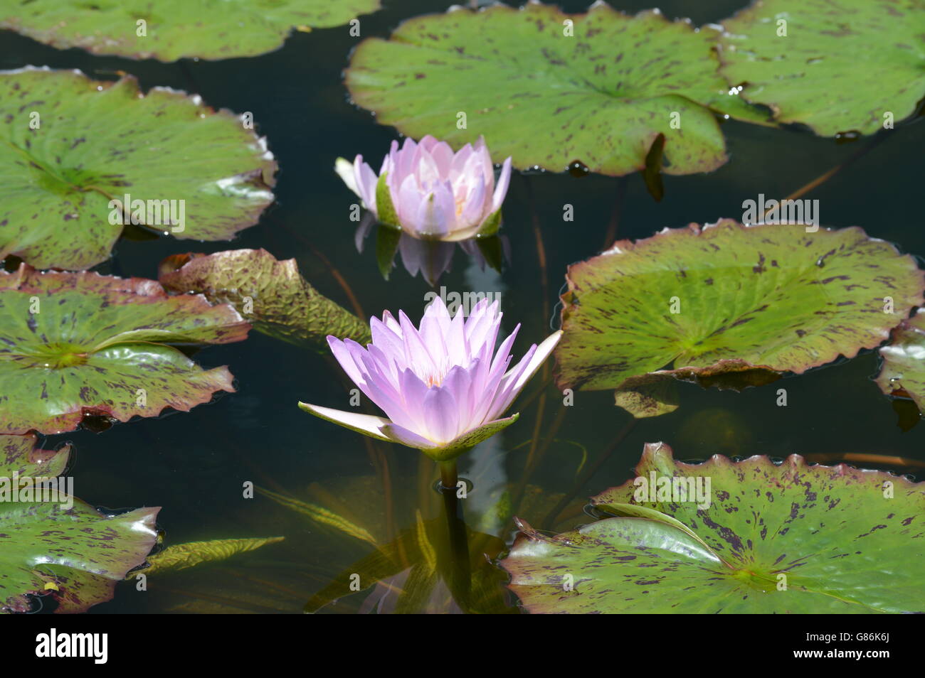 Water Lily in the pond Stock Photo - Alamy