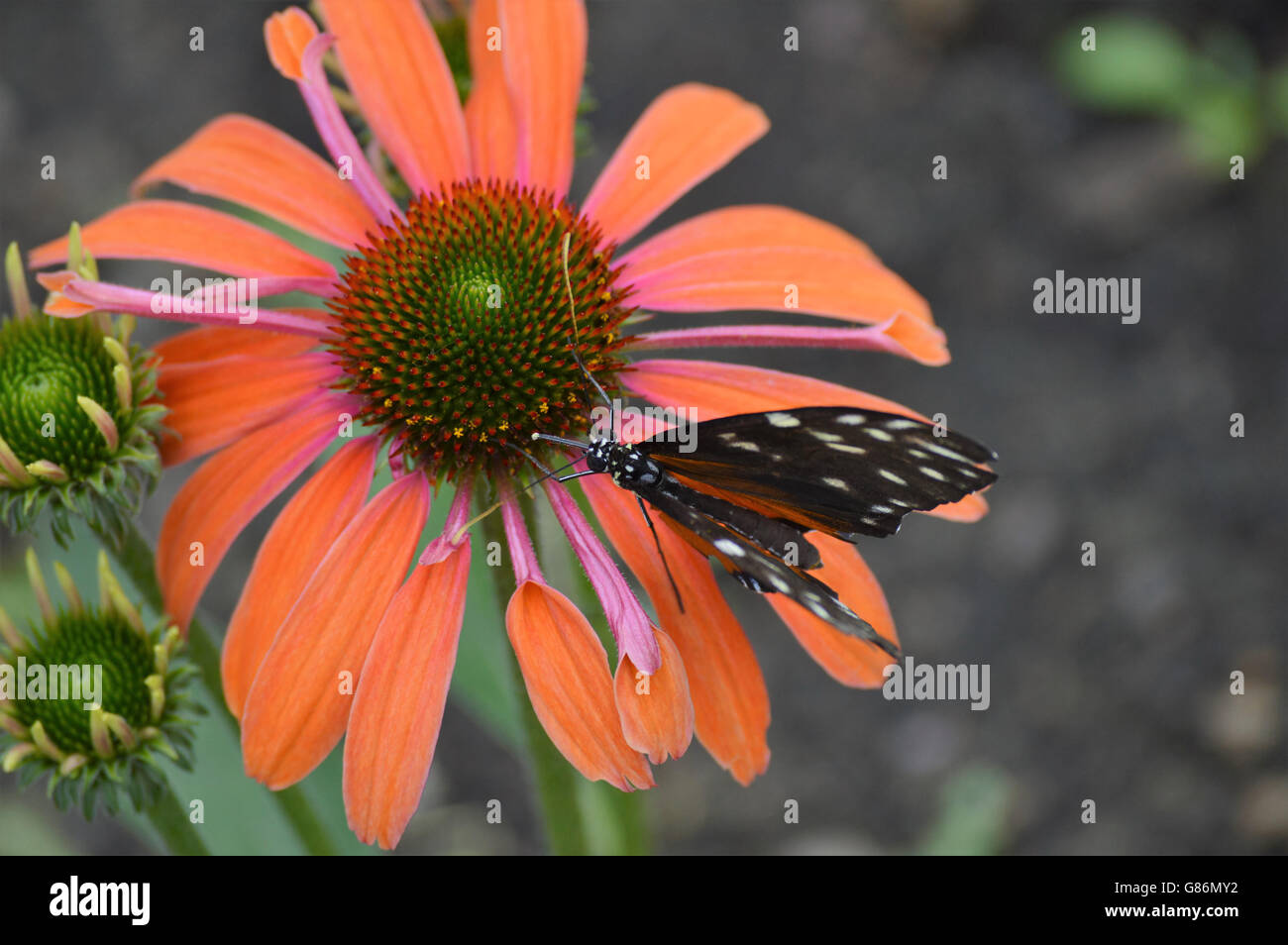 Butterfly in the garden Stock Photo - Alamy