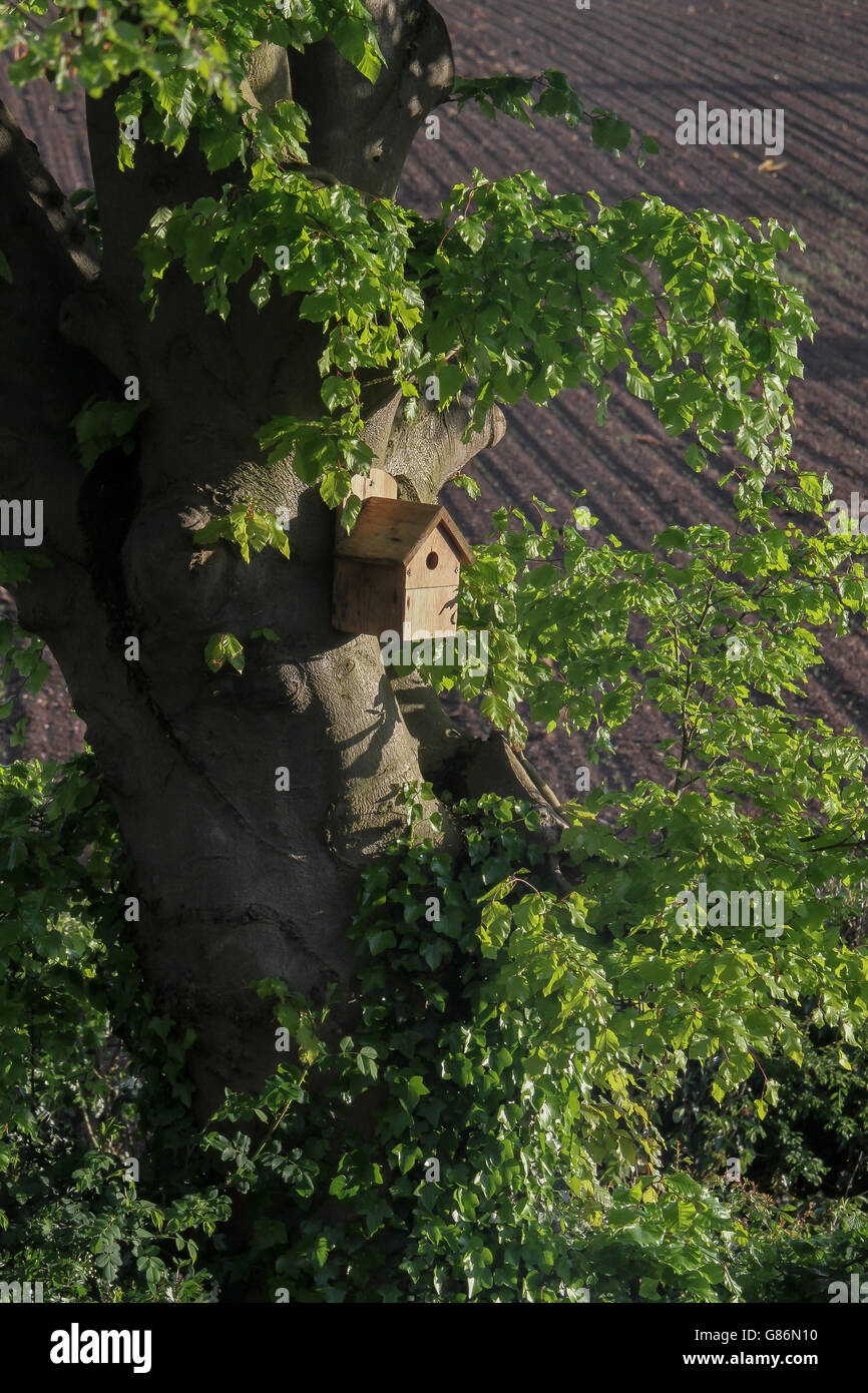 Wooden bird box on tree trunk Stock Photo - Alamy