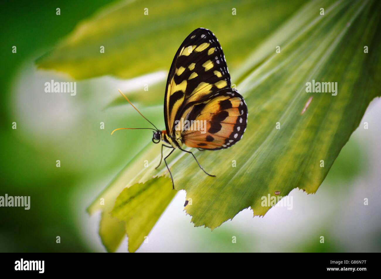 Butterfly in the garden Stock Photo - Alamy