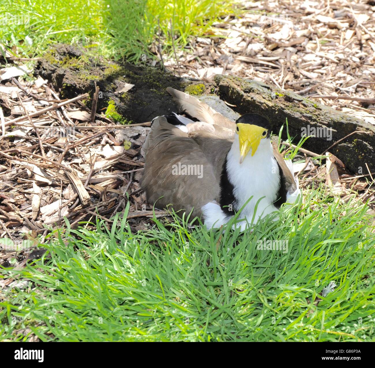 Masked Lapwing bird, with bright yellow facial patch, resting on a ...