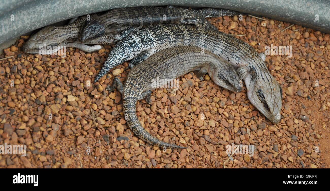 Australian lizard from above hi-res stock photography and images - Alamy