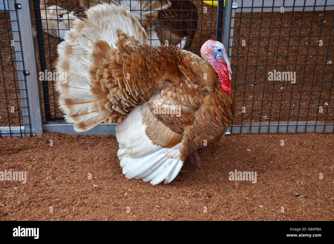 Turkey Snood Stock Photos & Turkey Snood Stock Images - Alamy