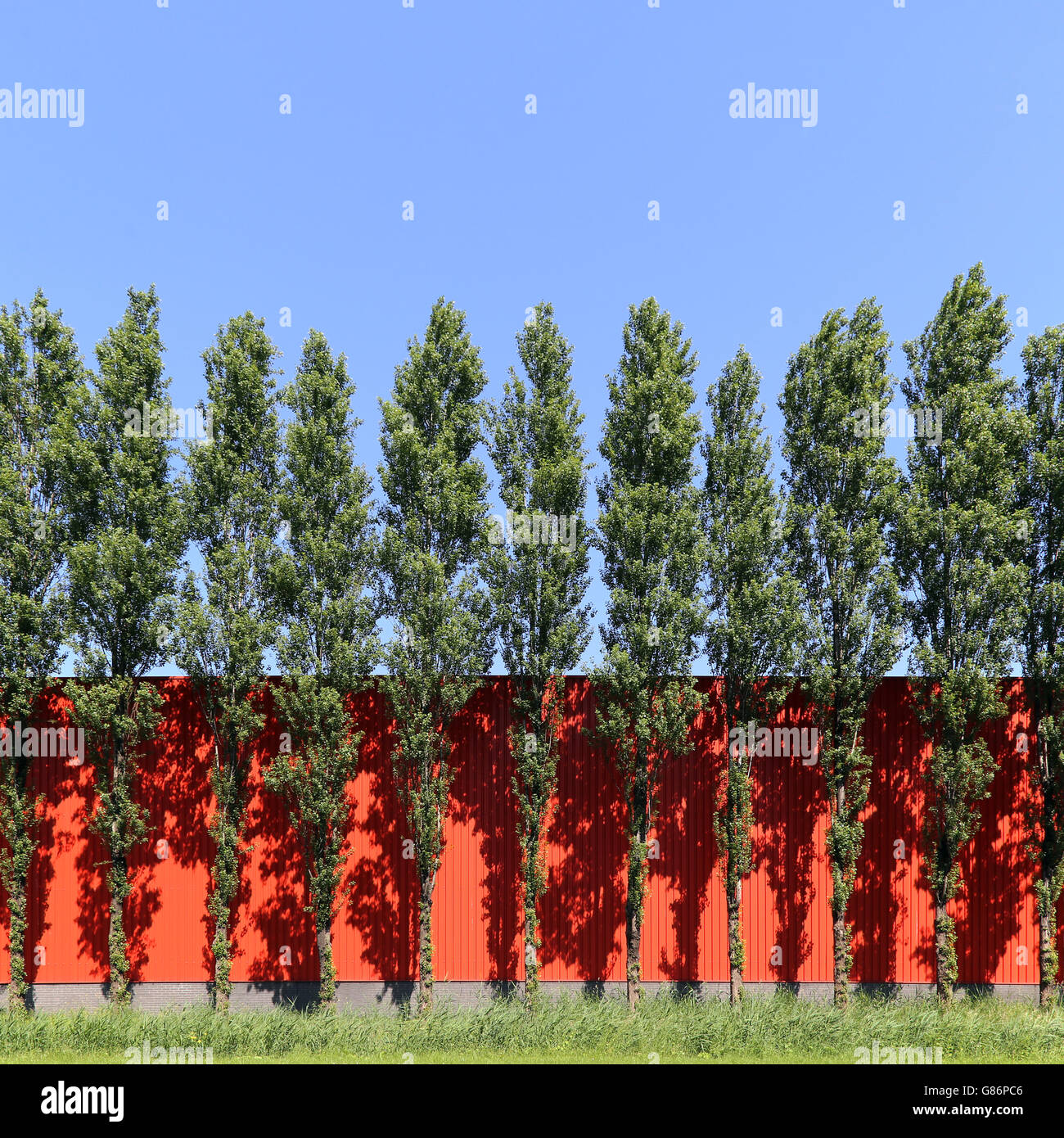 Trees in a row against red wall Stock Photo - Alamy