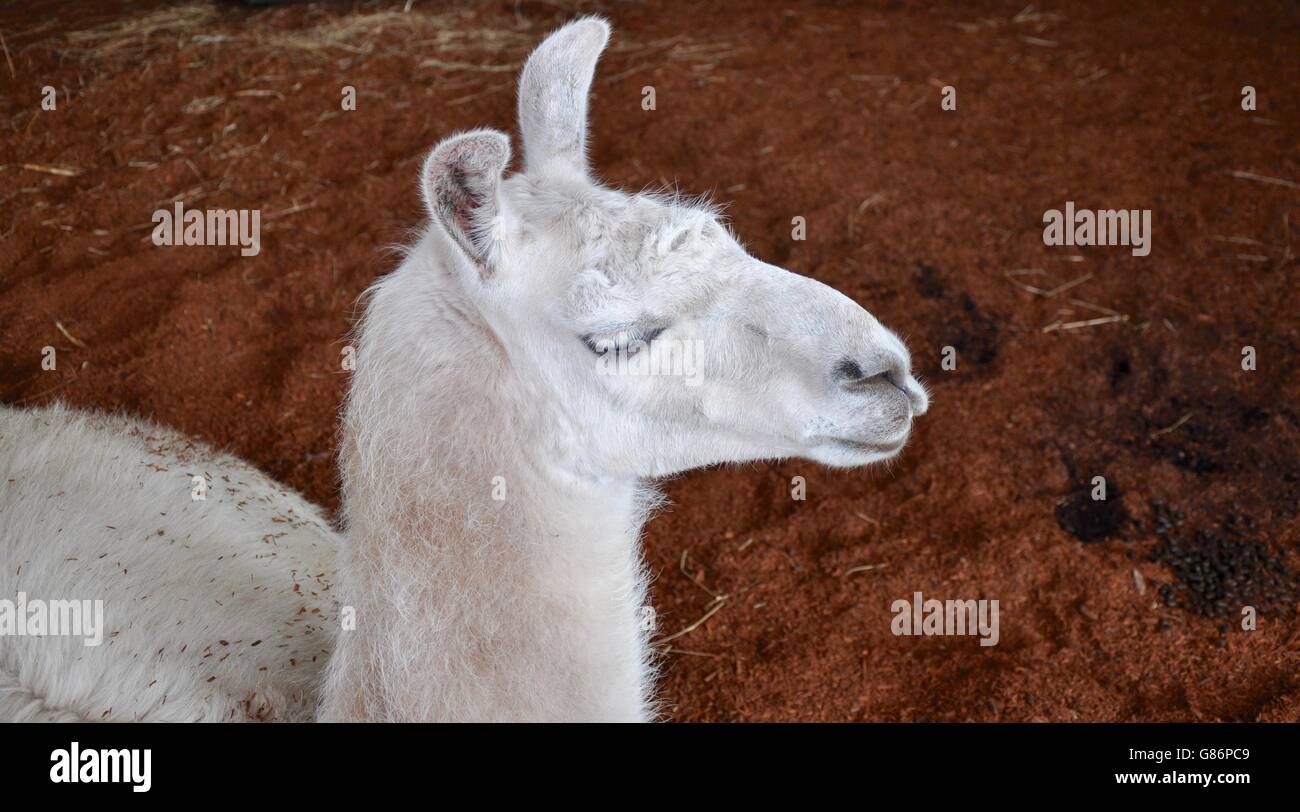 White llama head closeup with erect ears and closed eyes on a brown ...