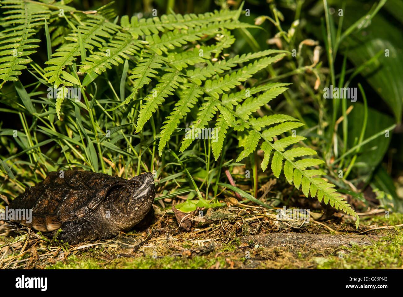 Baby snapping turtle hi-res stock photography and images - Alamy