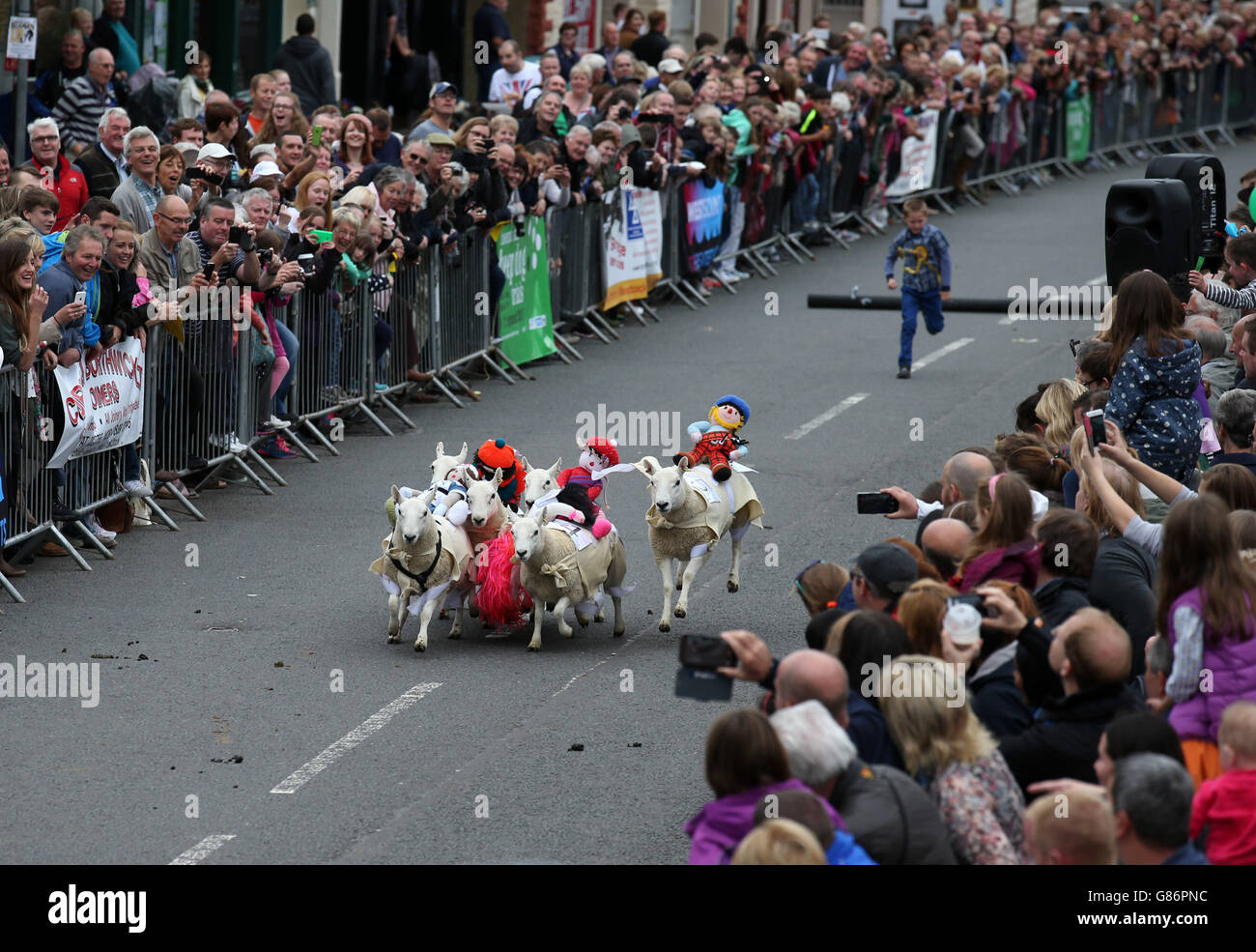 Sheep with knitted woollen jockeys on their backs race down Moffat High ...