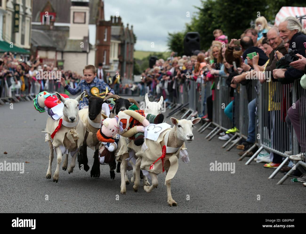 7 sheep hi-res stock photography and images - Alamy