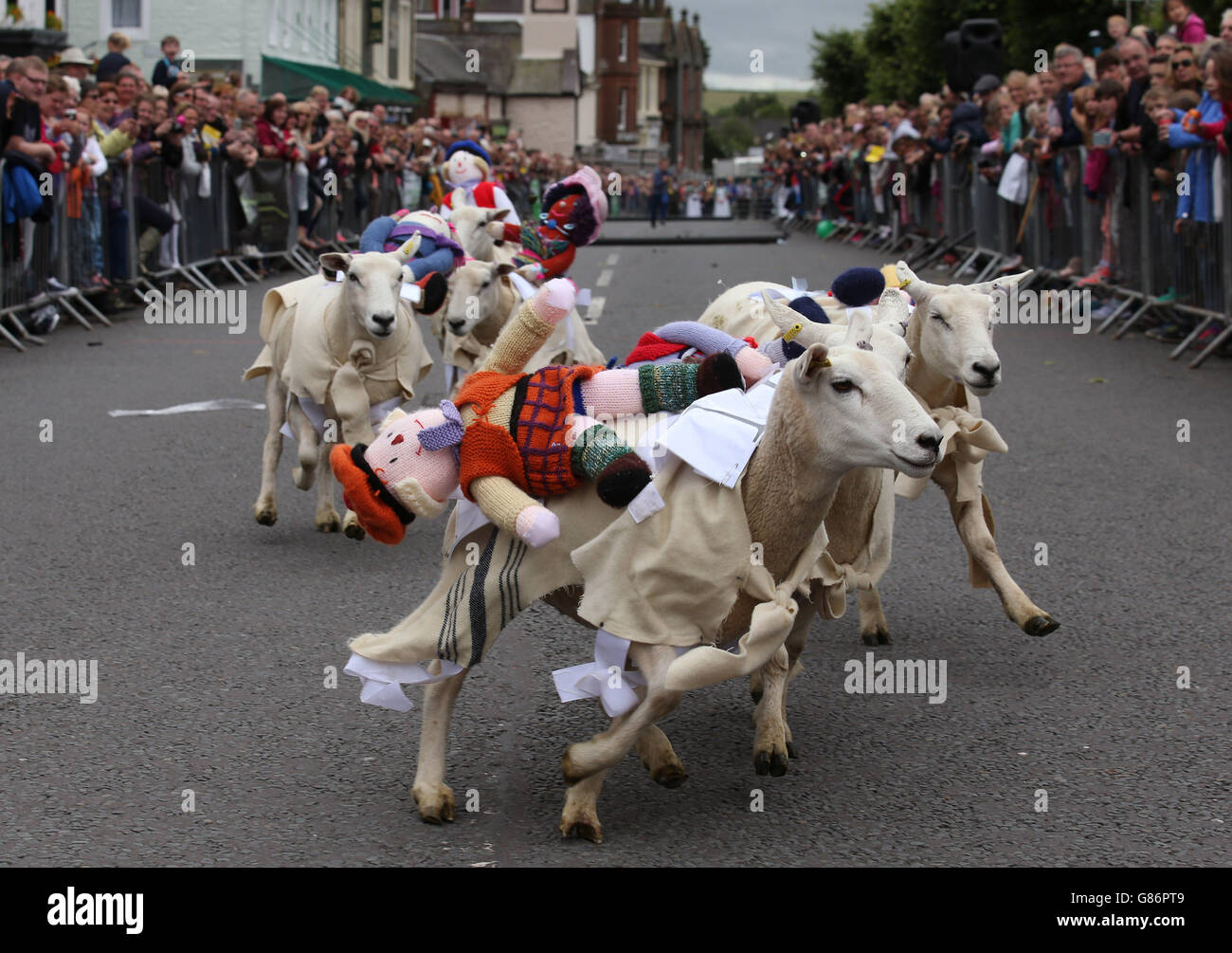 Sheep with knitted woollen jockeys on their backs race down Moffat High ...