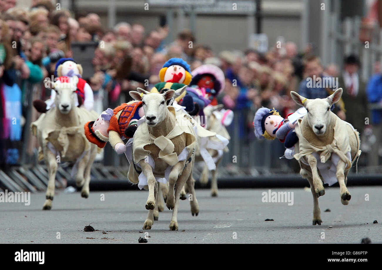 Sheep with knitted woollen jockeys on their backs race down Moffat High ...