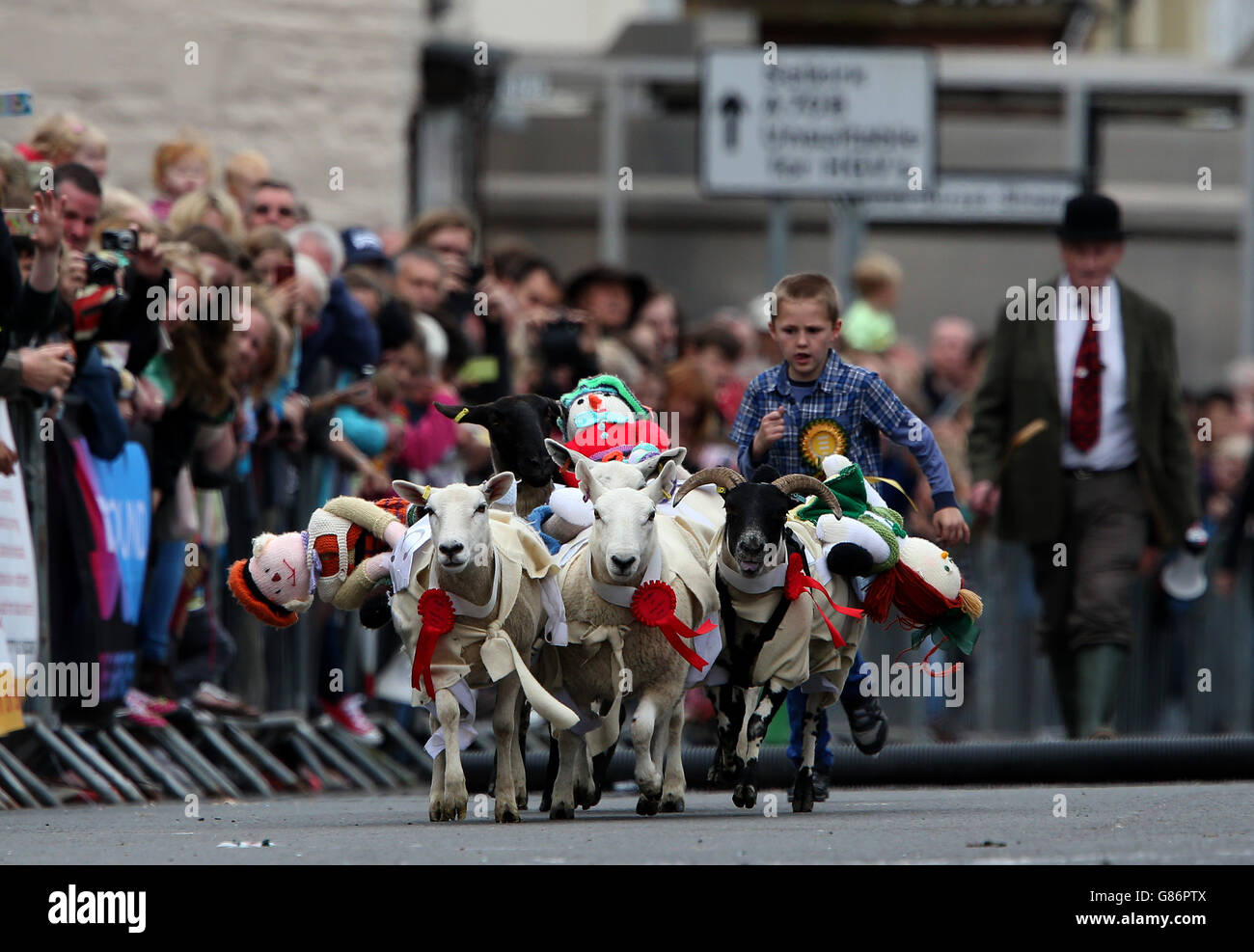 Sheep with knitted woollen jockeys on their backs race down Moffat High ...
