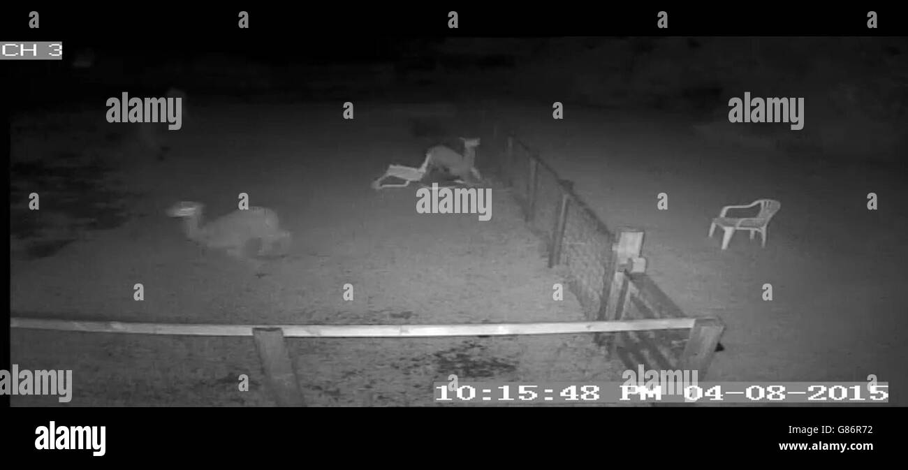 Ben the alpaca hi-res stock photography and images - Alamy