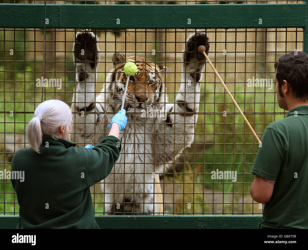 Tiger training at Blair Drummond Safari Park Stock Photo - Alamy