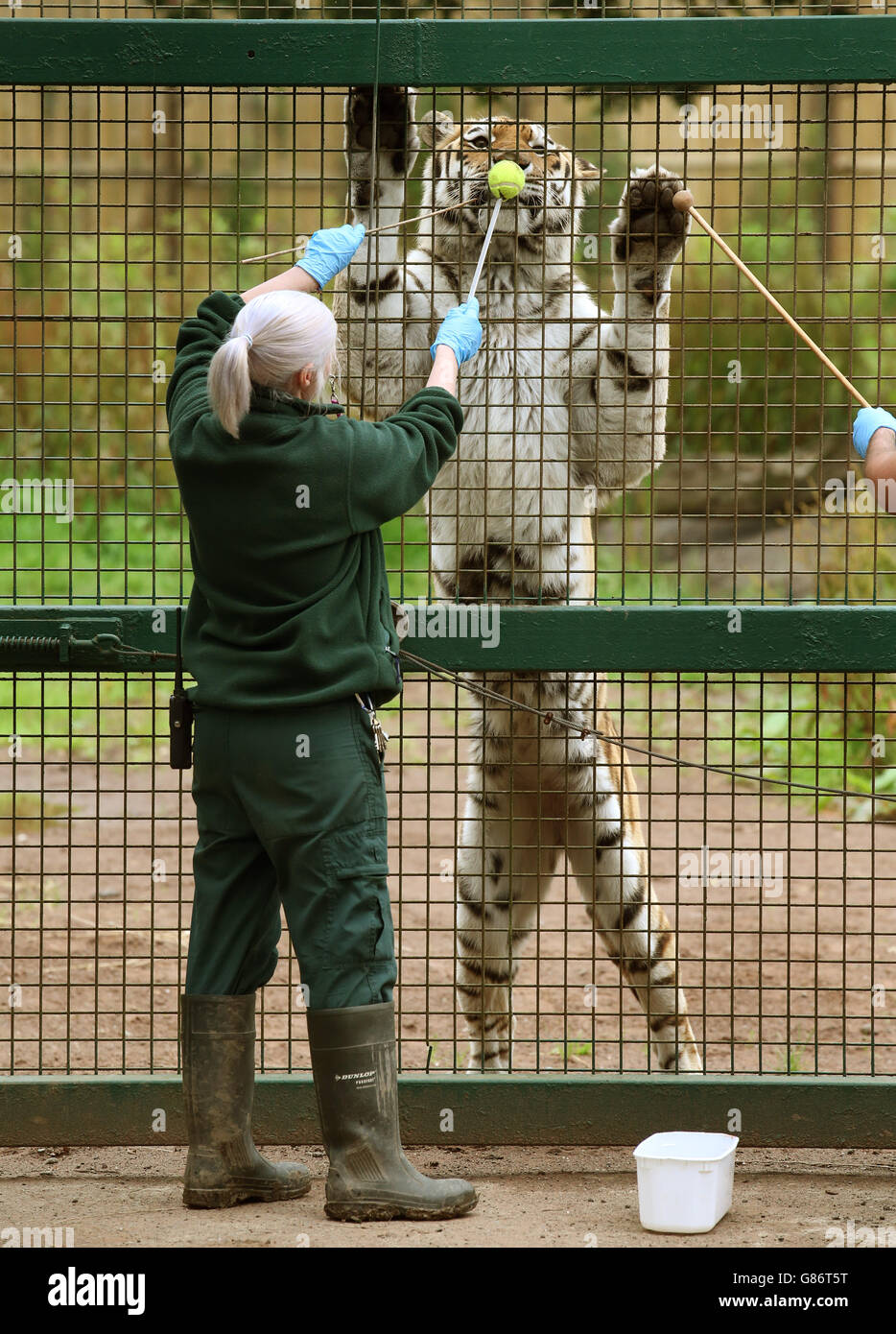 Tiger training at blair drummond safari park hi-res stock photography ...