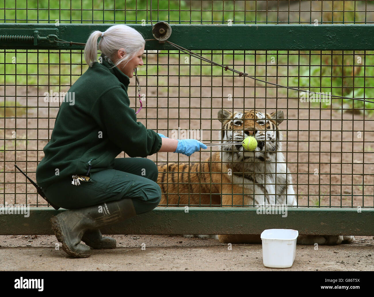As the keeper goes through target training for husbandry hi-res stock ...